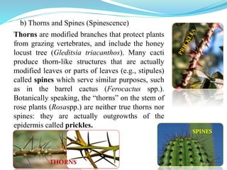 Morphological, Physiological and Anatomical Adaptations for Plant ...