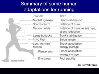 Adaptations for running and swimming | PPTX