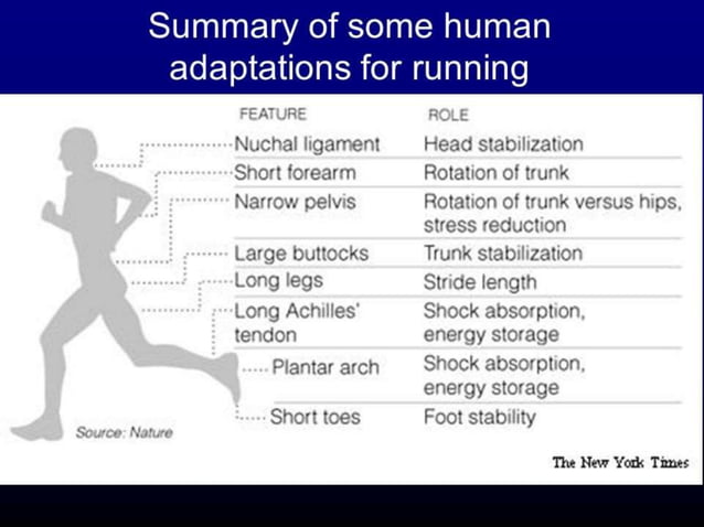 Adaptations for running and swimming | PPT