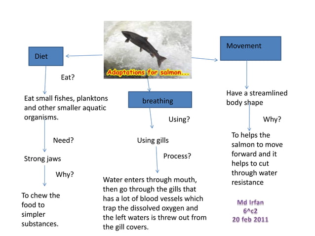 Adaptations for salmon | PPTX