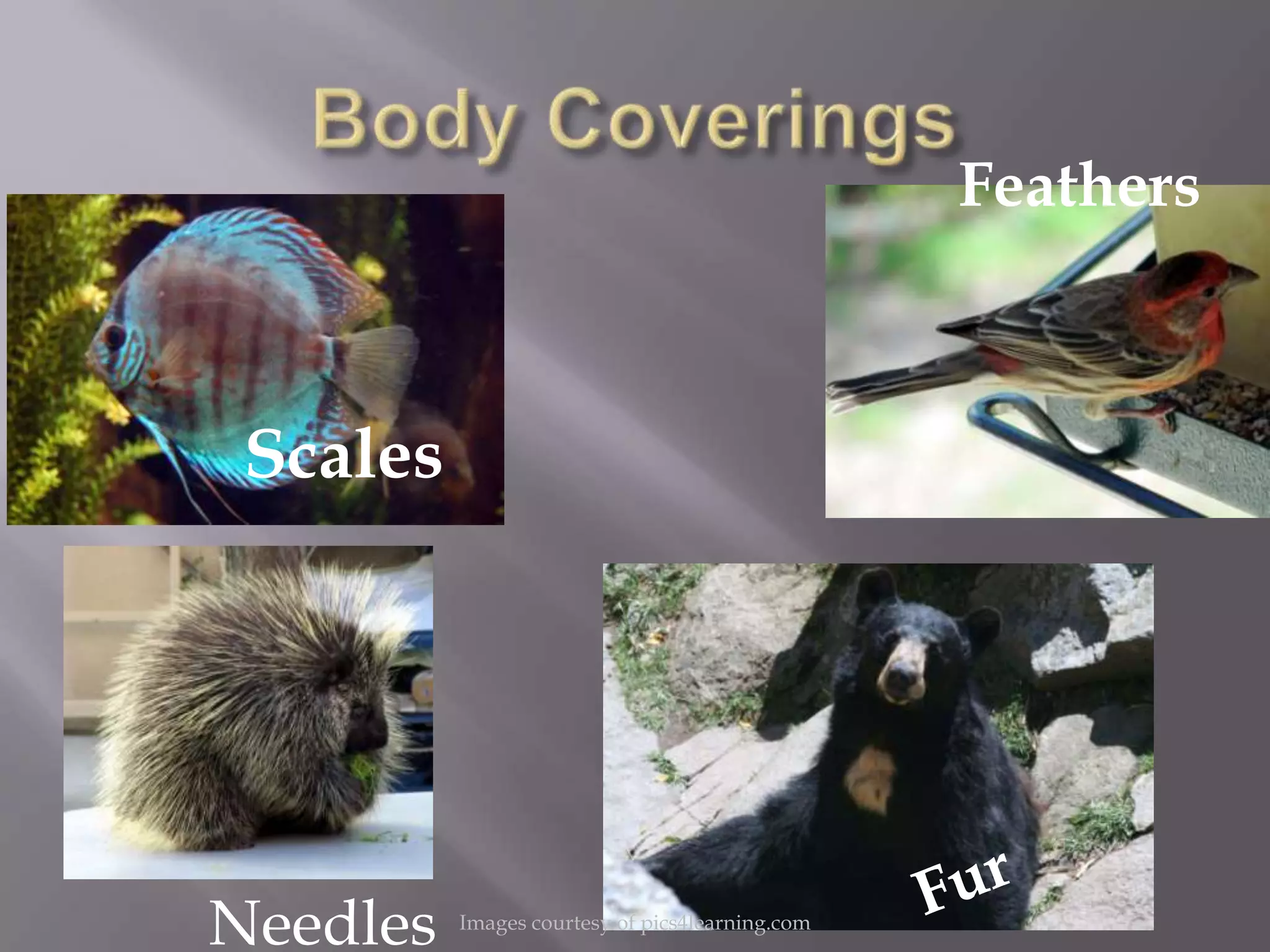 Adaptations for survival | PPTX