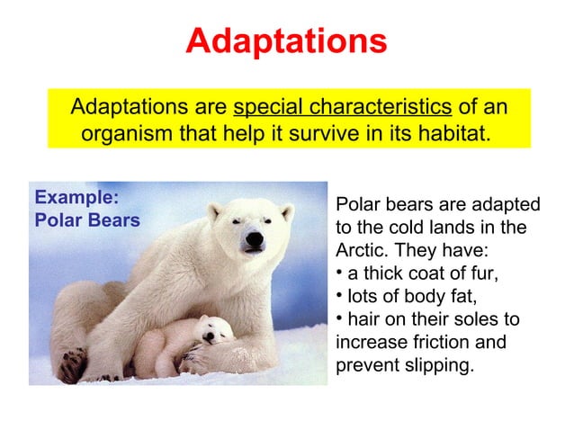 Adaptations For Survival (29 Jun) | PPT
