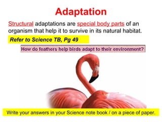Adaptations For Survival (29 Jun) | PPT