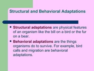 Adaptations in animals p6 elearning 2013 day 1 | PPT
