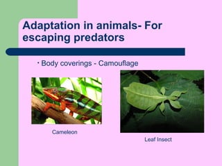 Adaptations in animals p6 elearning 2015 - day 1 | PPT