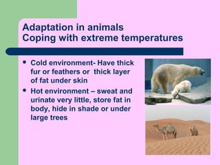 Adaptations in animals p6 elearning 2015 - day 1 | PPT