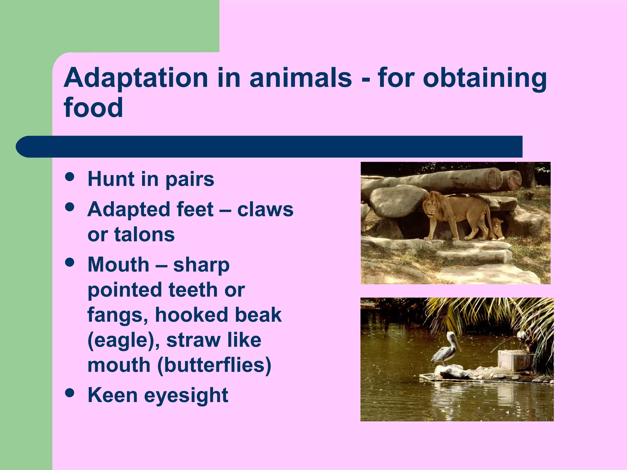 Adaptations in animals p6 elearning 2016 - day 1 | PPT