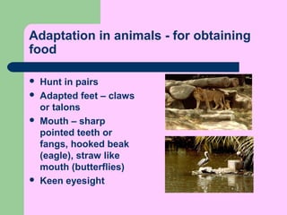 Adaptations in animals p6 elearning 2016 - day 1 | PPT
