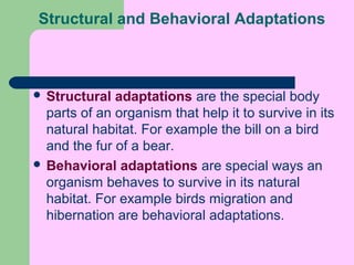 Adaptations in animals p6 elearning 2016 - day 1 | PPT