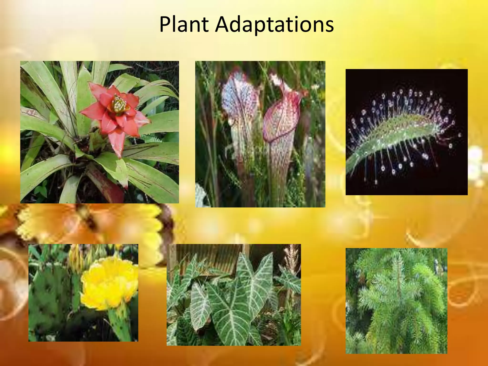 Adaptations in animals and plants | PPTX
