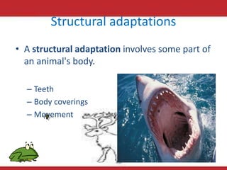 Adaptations in animals and plants | PPTX