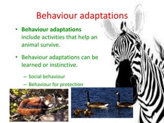Adaptations in animals and plants | PPTX