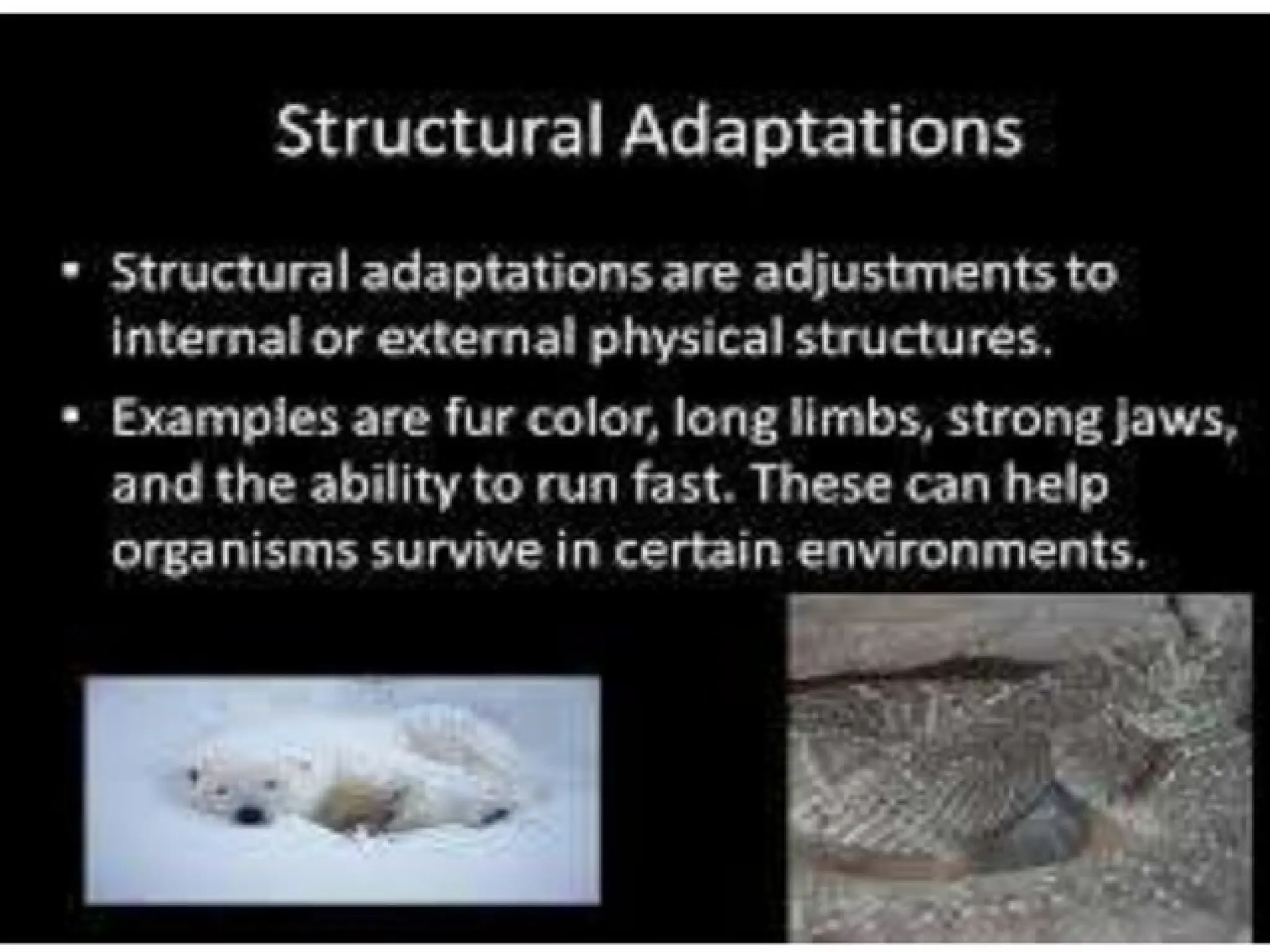adaptations in animals for grade 4 students.pptx