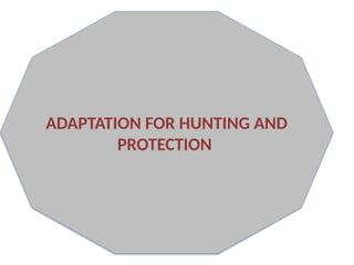 adaptations in animals for grade 4 students.pptx