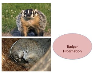 adaptations in animals for grade 4 students.pptx