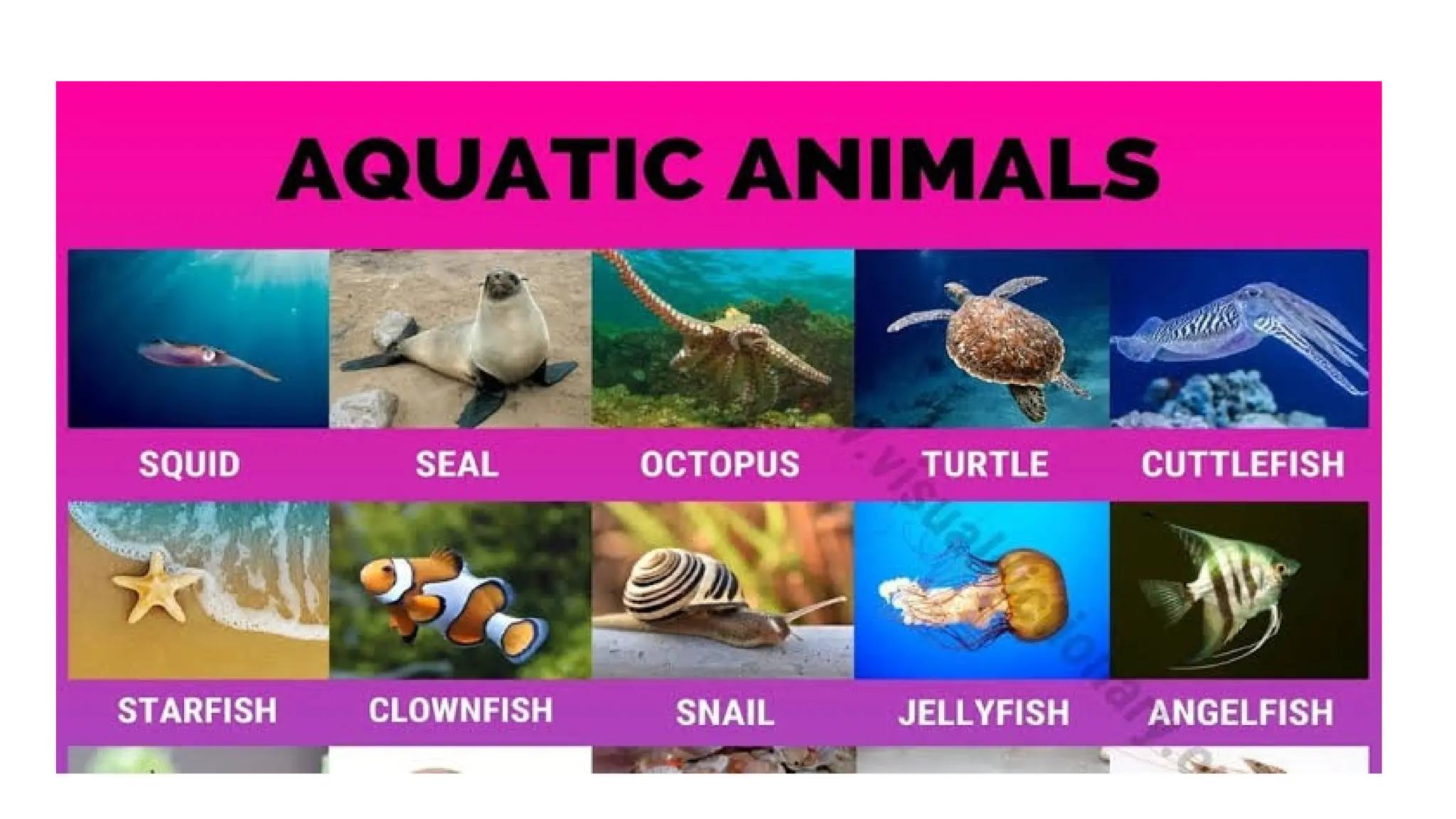 Adaptations in animals grade 4.pptx classification | PPTX