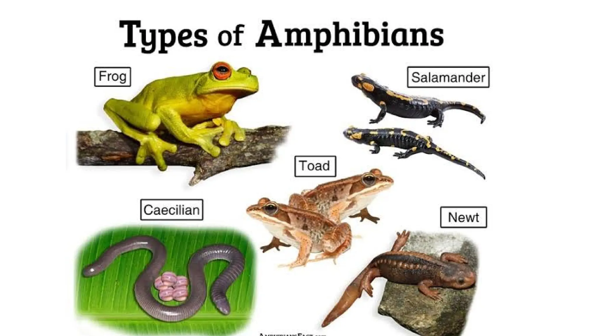 Adaptations in animals grade 4.pptx classification | PPTX