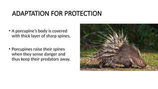 Adaptations in animals grade 4.pptx classification | PPTX