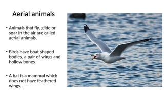Adaptations in animals grade 4.pptx classification | PPTX