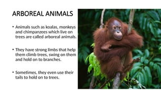 Adaptations in animals grade 4.pptx classification | PPTX