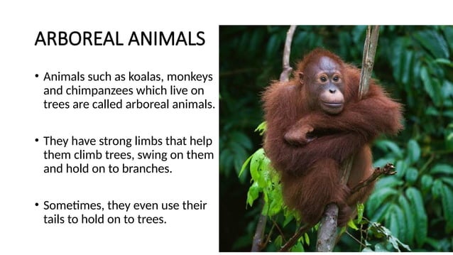 Adaptations in animals grade 4.pptx classification | PPT