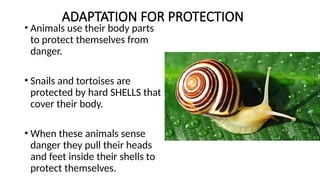 Adaptations in animals grade 4.pptx classification | PPTX