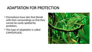 Adaptations in animals grade 4.pptx classification | PPTX