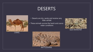 Adaptations in Animals | PPTX