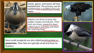 Adaptations of animals and their habitats in birds.pptx