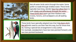 Adaptations of animals and their habitats in birds.pptx