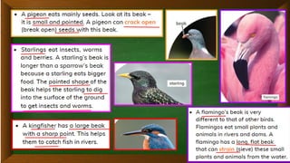 Adaptations of animals and their habitats in birds.pptx