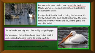 Adaptations of animals and their habitats in birds.pptx