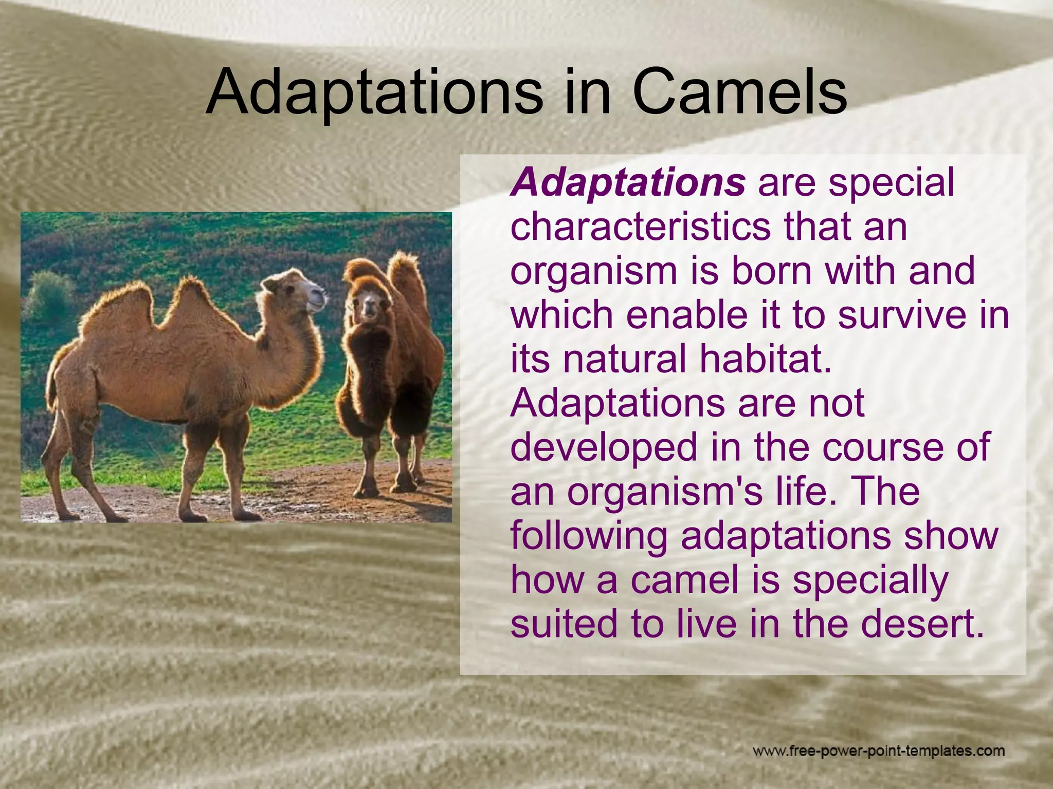 Adaptations in camels 5.10 a | PPT