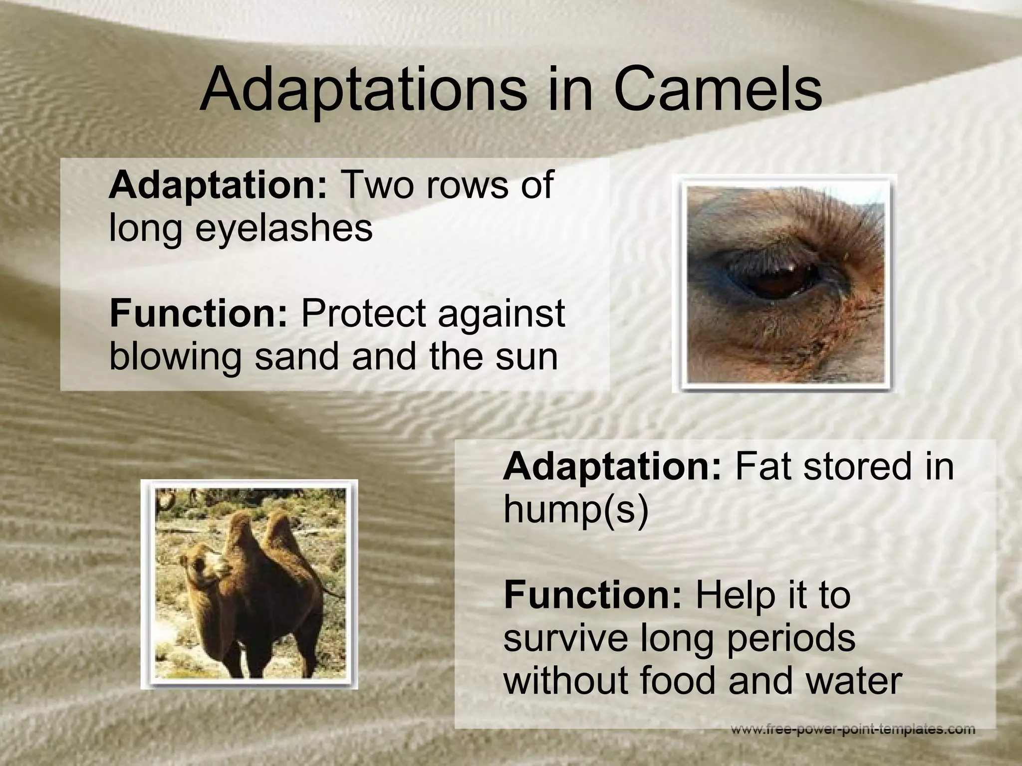 Adaptations in camels 5.10 a | PPT