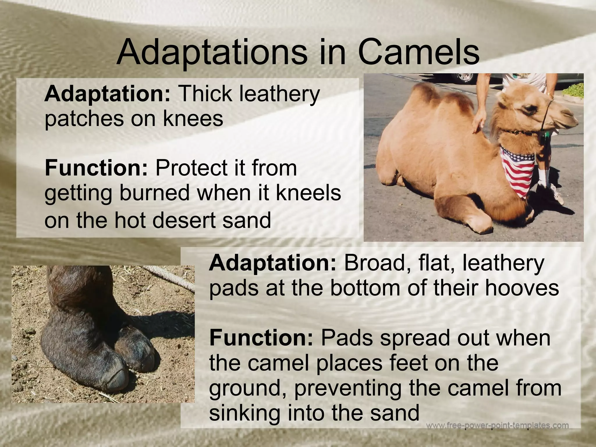 Adaptations in camels 5.10 a | PPT