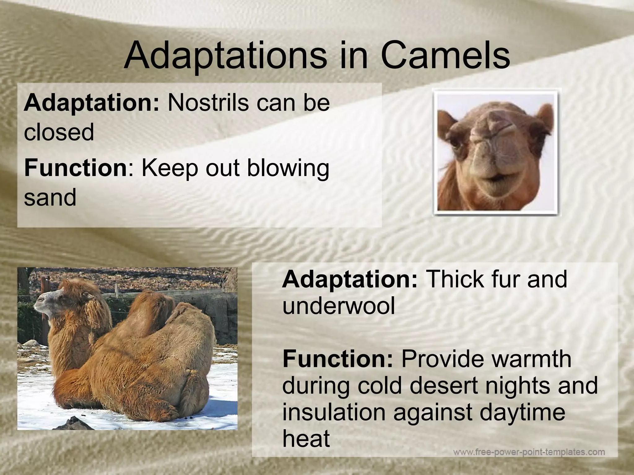 Adaptations in camels 5.10 a | PPT