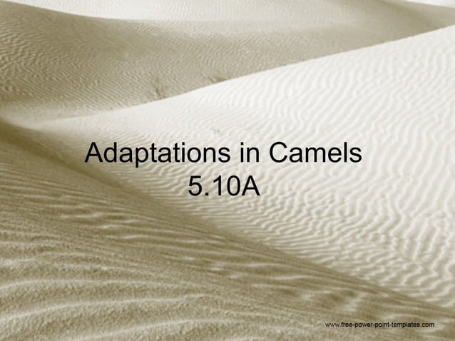 Adaptations in camels 5.10 a | PPT