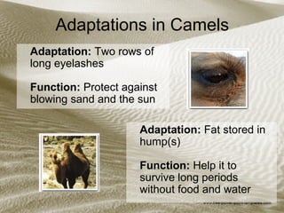 Adaptations in camels 5.10 a | PPT
