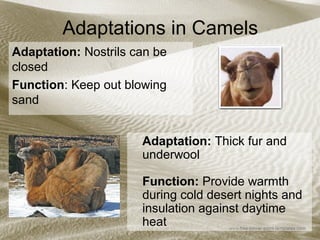 Adaptations in camels 5.10 a | PPT
