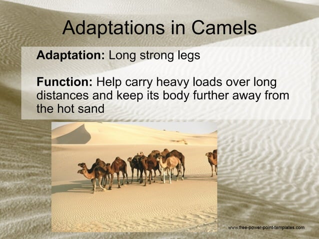 Adaptations in camels 5.10 a | PPT