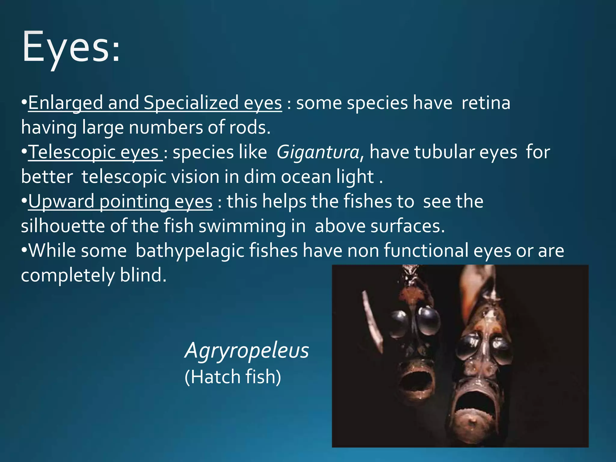 Adaptations in deep sea fishes | PPTX