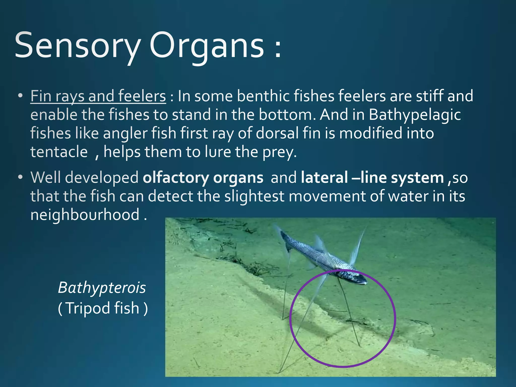 Adaptations in deep sea fishes | PPTX