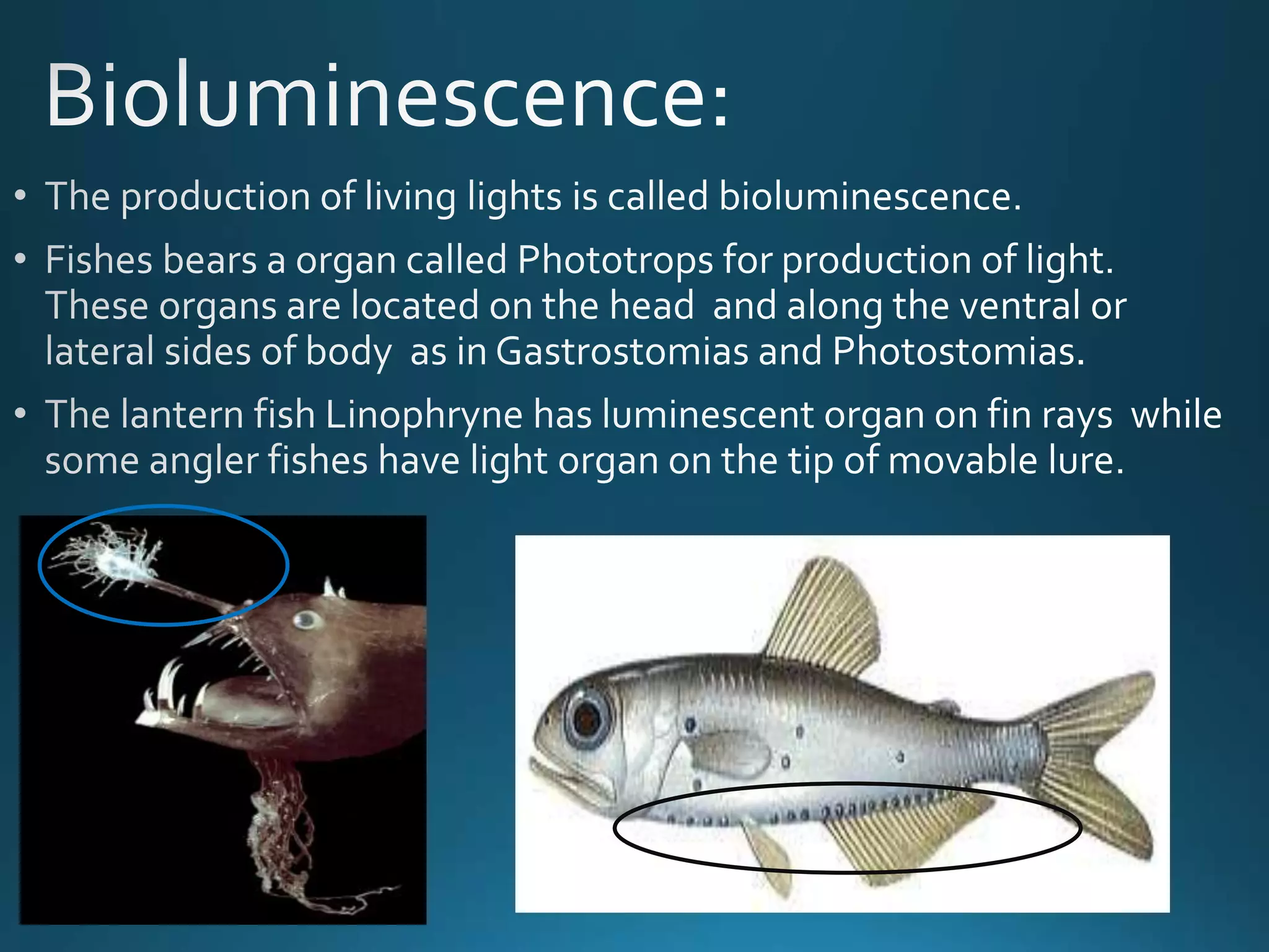 Adaptations in deep sea fishes | PPTX