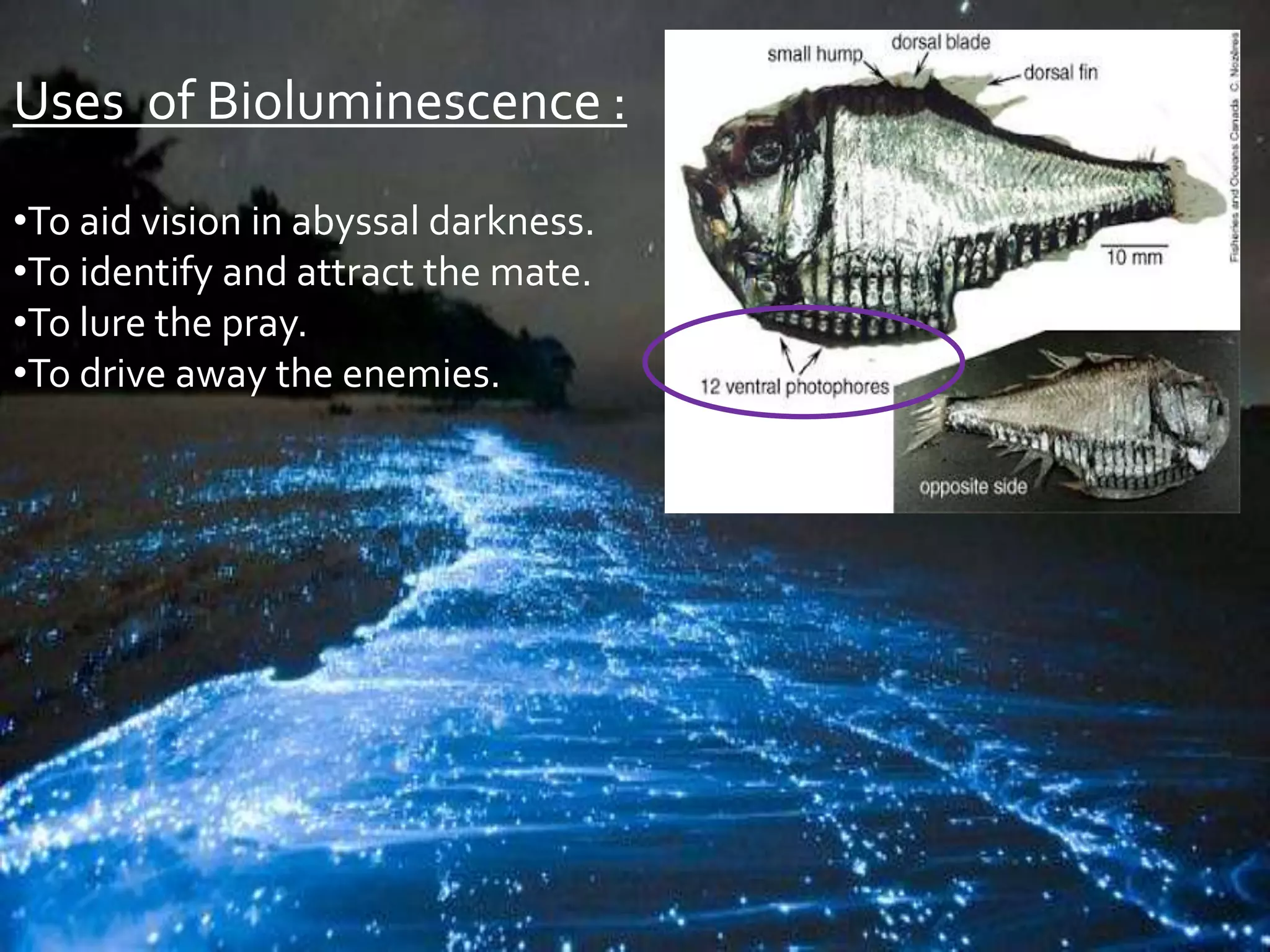 Adaptations in deep sea fishes | PPTX