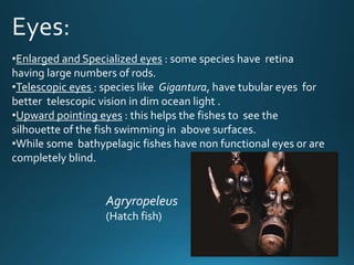 Adaptations in deep sea fishes | PPTX