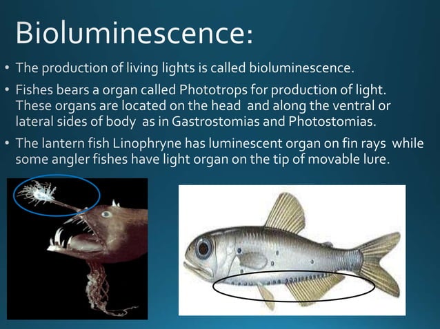 Adaptations in deep sea fishes | PPTX | Fishing Sports | Sports
