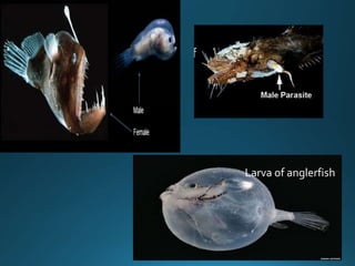 Adaptations in deep sea fishes | PPTX