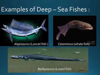 Adaptations in deep sea fishes | PPTX