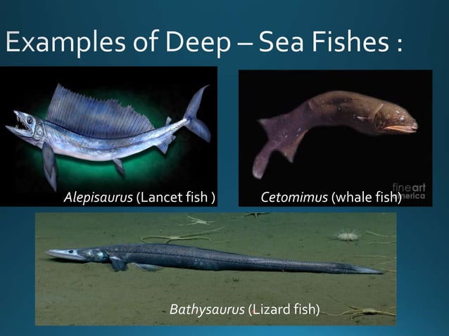 Adaptations in deep sea fishes | PPTX | Fishing Sports | Sports