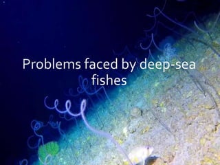 Adaptations in deep sea fishes | PPTX